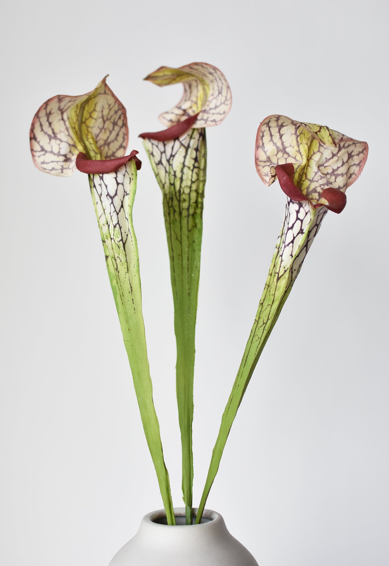 28" Faux Green/burgundy Pitcher Plant Stem - Etsy