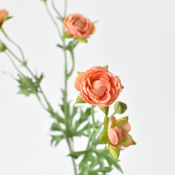 Peach Ranunculus - Etsy