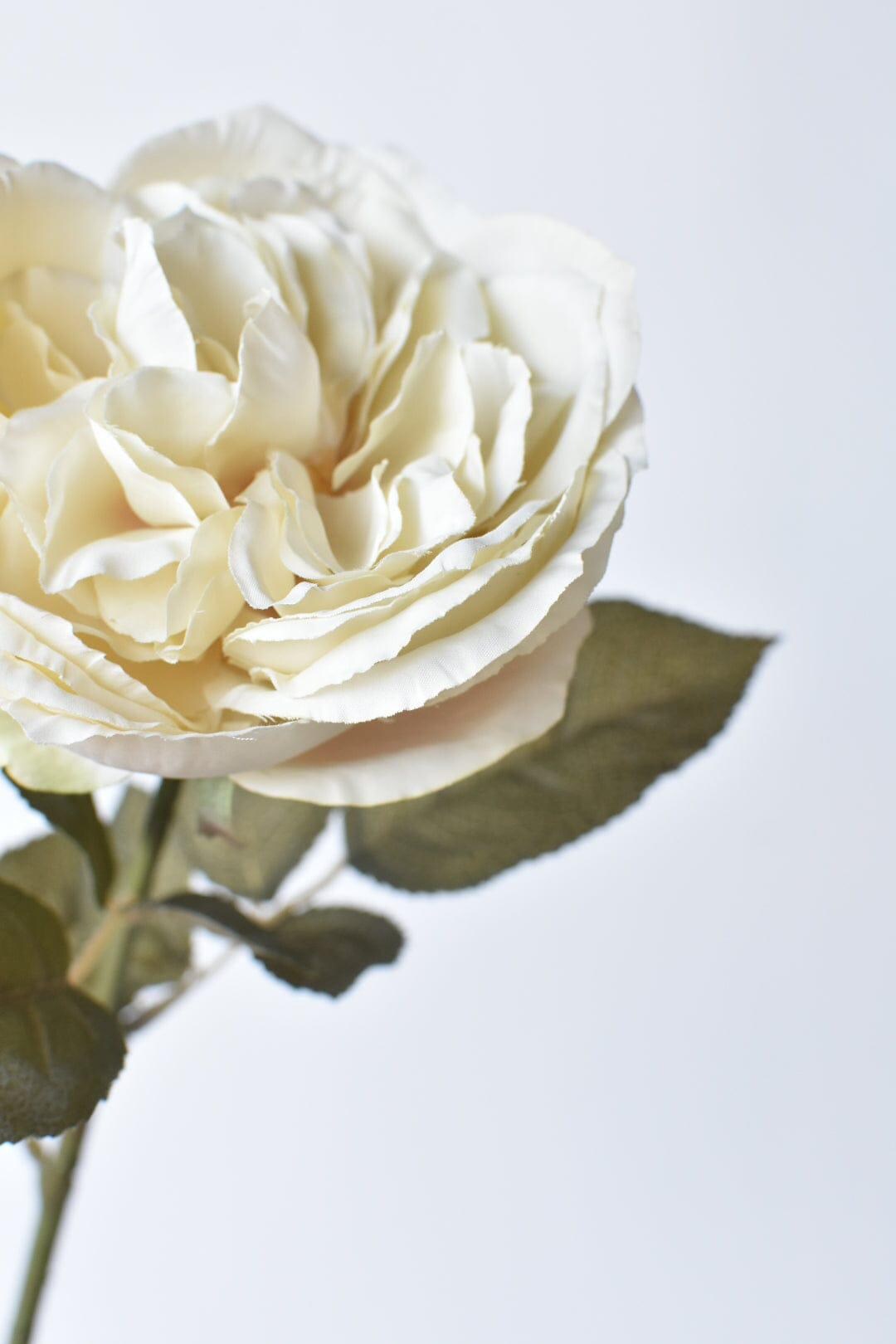 25" Faux English Rose Vintage Cream - Etsy