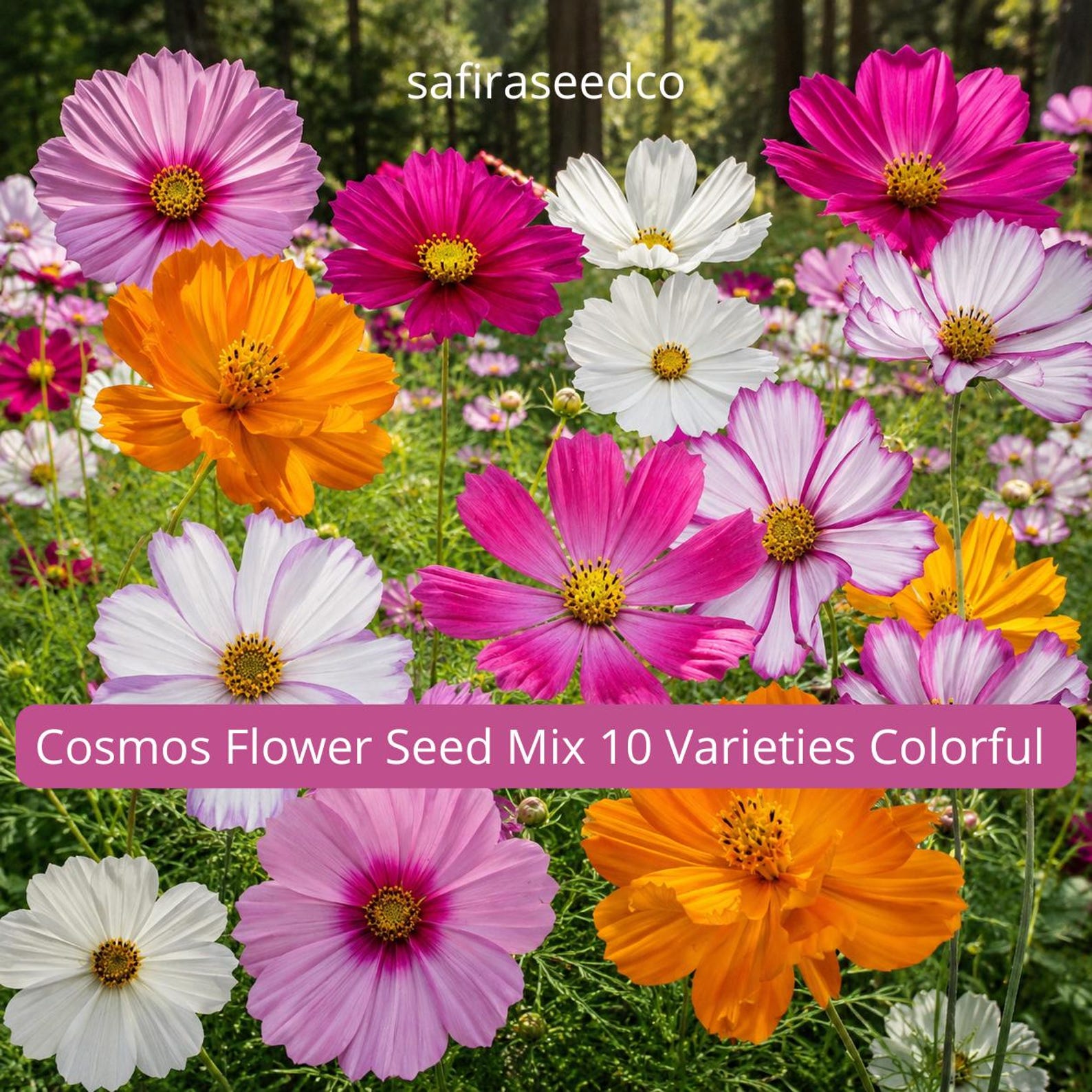 Cosmos Flower Seed Mix 10 Varieties Colorful Annual Garden Flowers Non ...