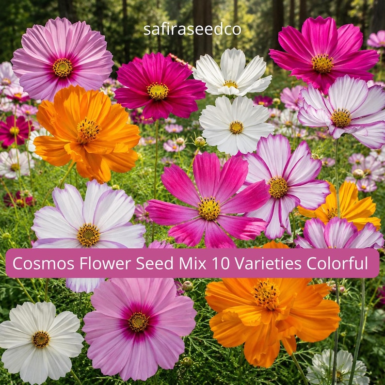 Cosmos Flower Seed Mix 10 Varieties Colorful Annual Garden Flowers Non ...
