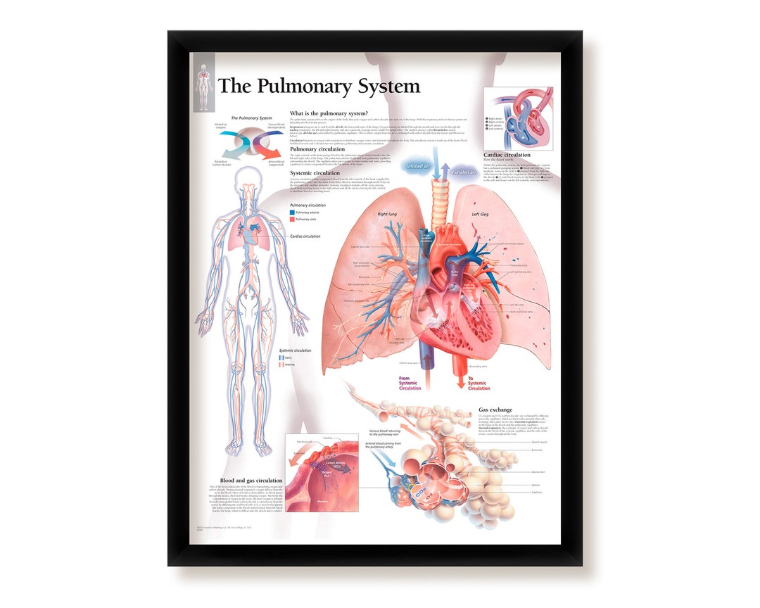 Framed Medical Poster the Pulmonary System 22"x28" Wall Diagram ...