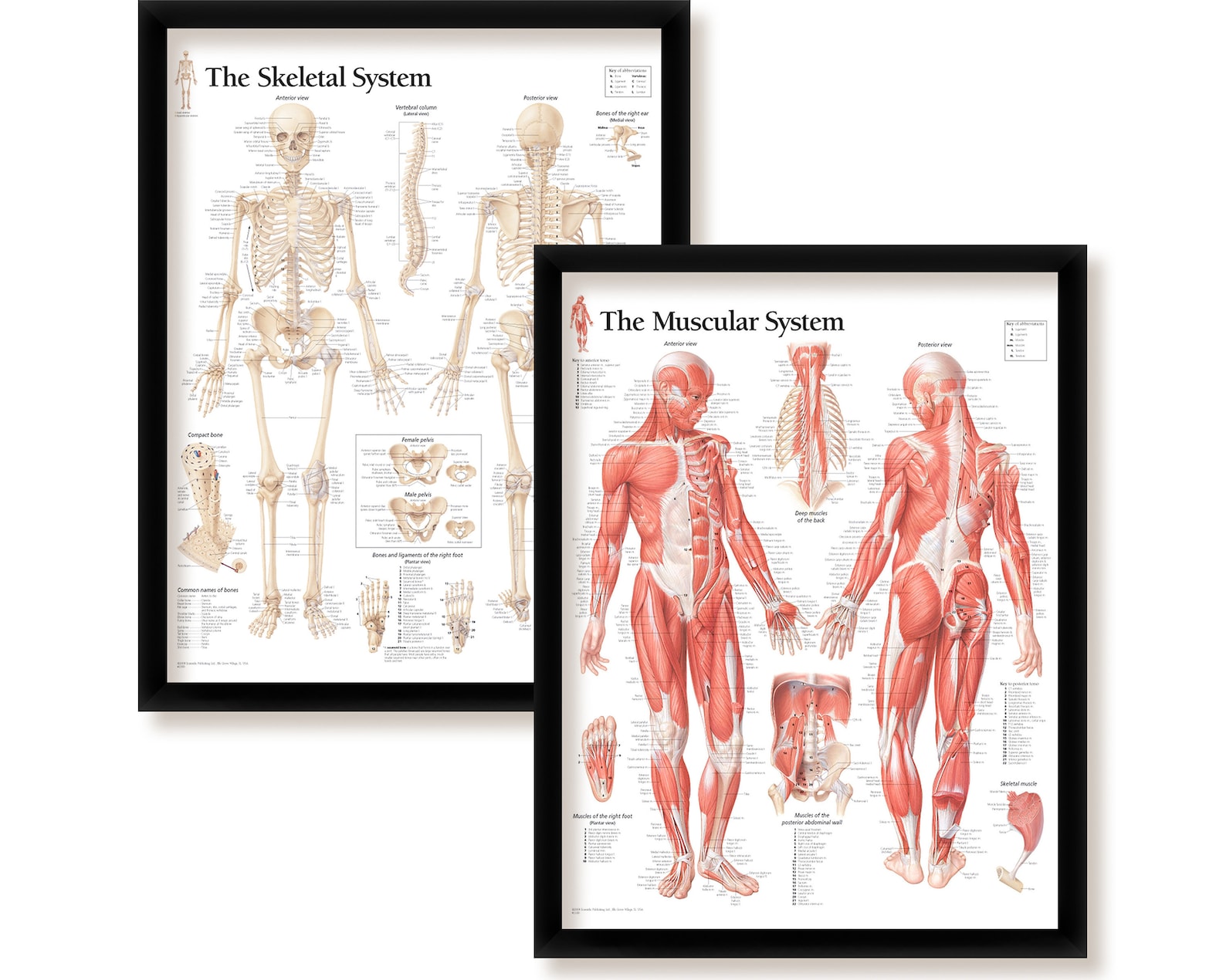 Muscular & Skeletal System Art Posters, Framed Anatomy Diagrams (set of ...