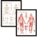 Understanding Sinusitis Medical Educational Informational Poster ...