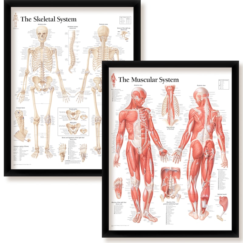 Framed Human Anatomy Charts - Etsy