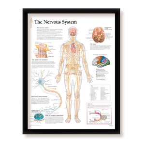 The Nervous System Framed Medical Educational Informational Poster ...