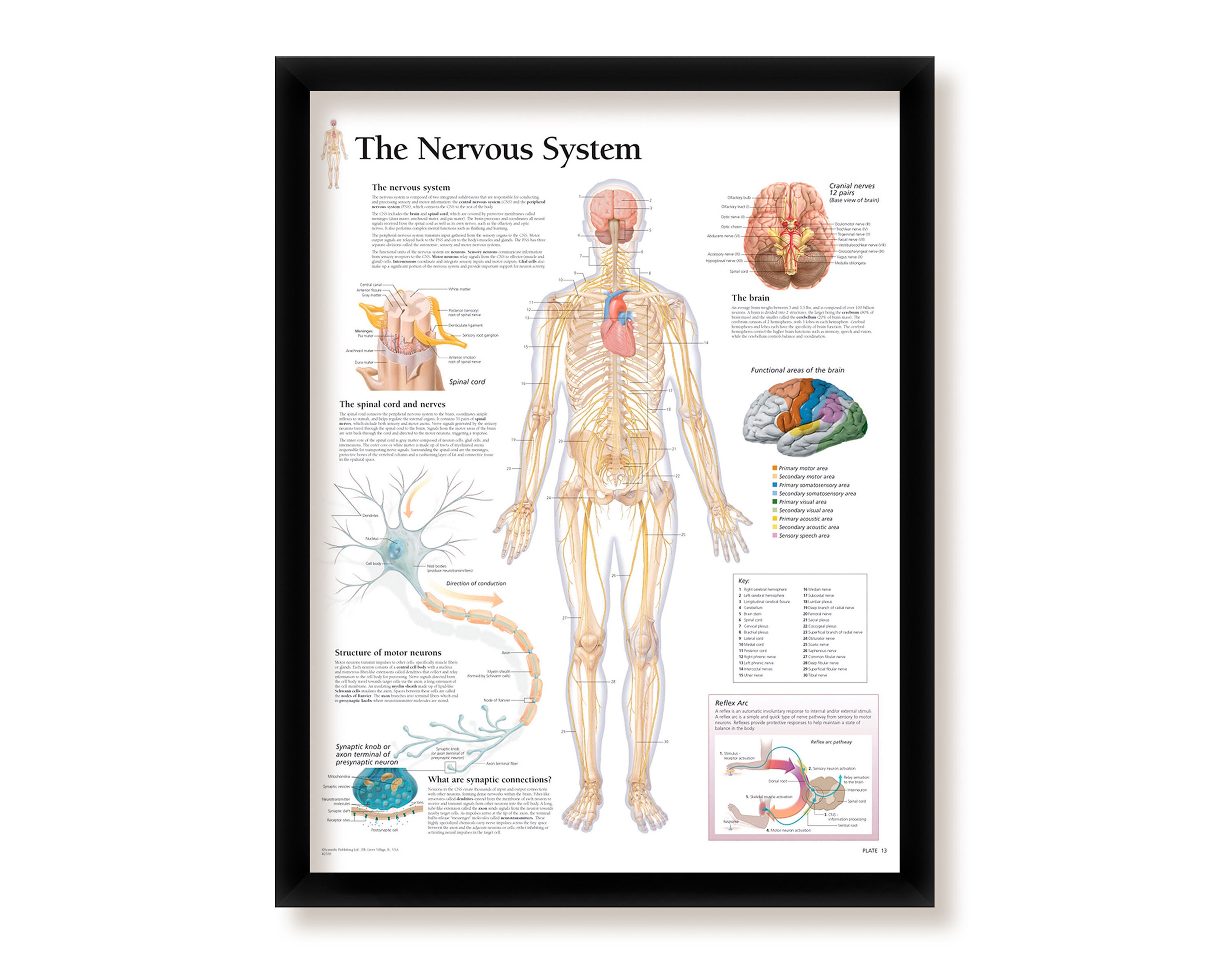 The Nervous System Framed Medical Educational Informational Poster ...