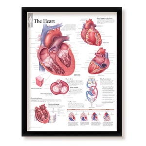 Heart, Wall Decor Poster and Frame, Educational Art for Classrooms and ...