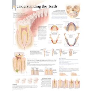Understanding Teeth, Wall Decor Poster, Framed Educational Art for ...