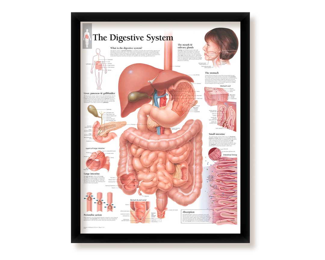 The Digestive System, Wall Decor Poster and Frame, Educational Art for ...