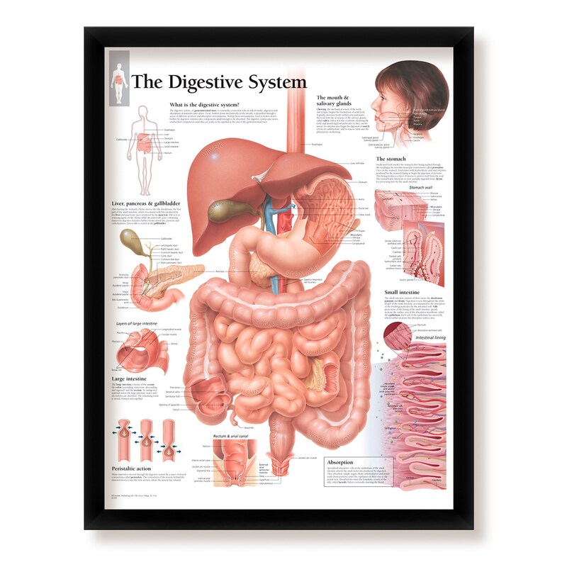 Digestive System - Etsy