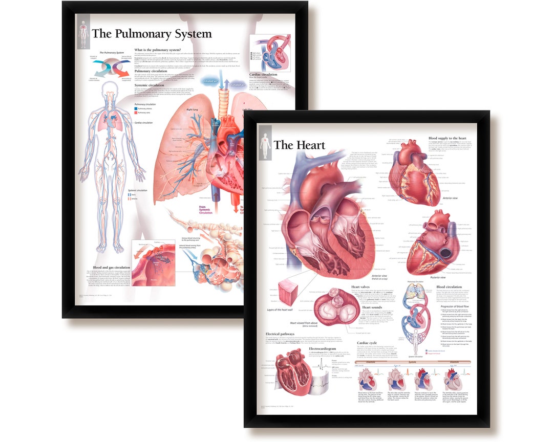 Set of 2 Framed Pulmonary System and the Heart Medical Art Posters ...