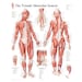 Female Muscular System Framed Anatomy Poster (22x28 Inches) - Etsy