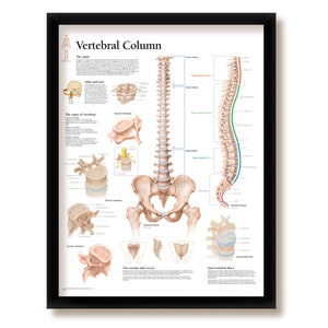 Vertebral Column Framed Medical Educational Informational Poster ...