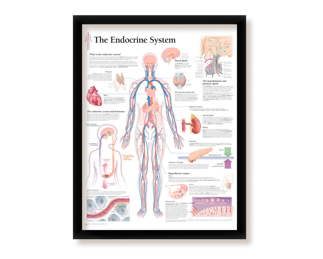 The Endocrine System Framed Medical Educational Informational Poster ...
