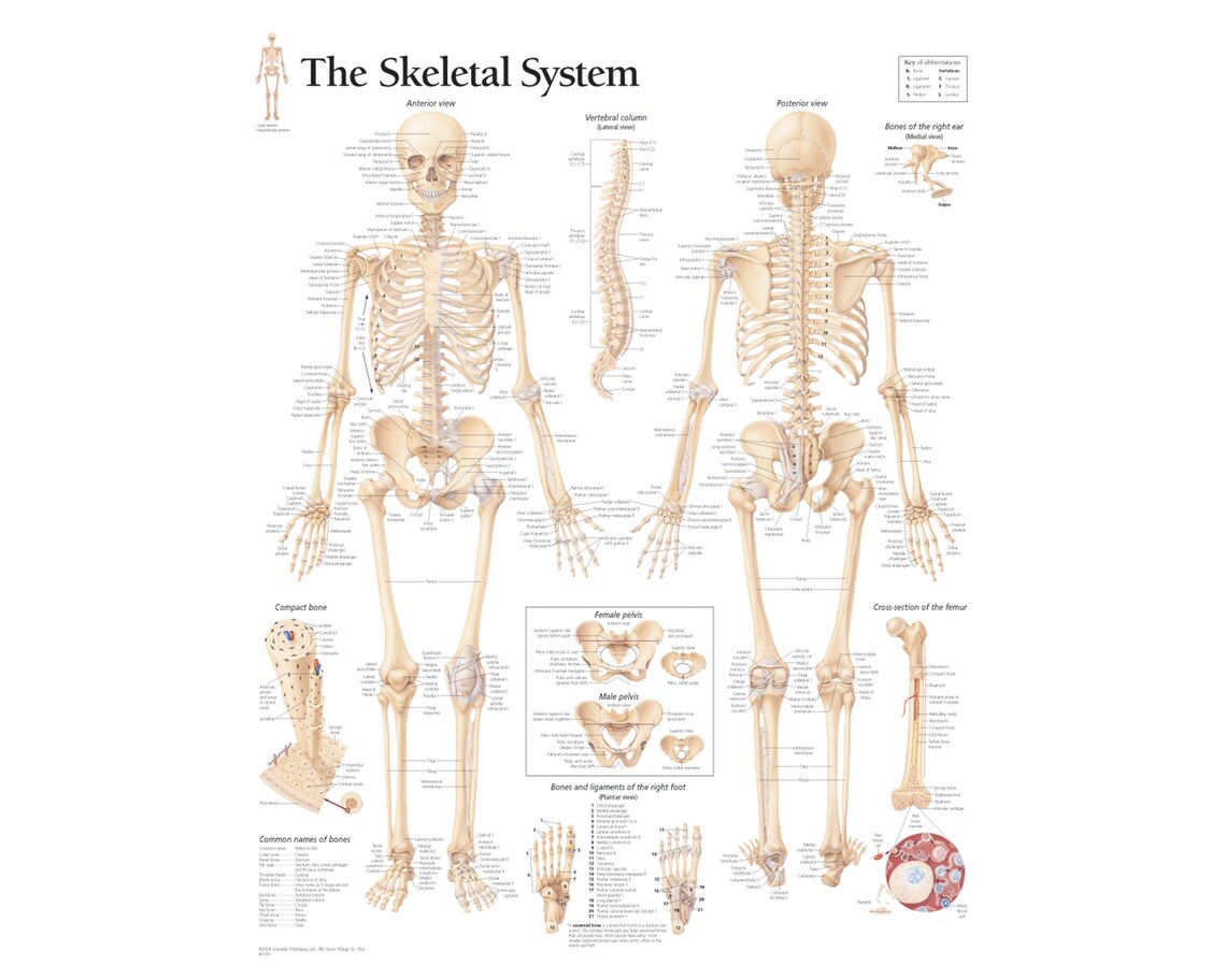 The Skeletal System Framed Medical Educational Informational Poster ...
