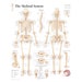 The Skeletal System Framed Medical Educational Informational Poster ...