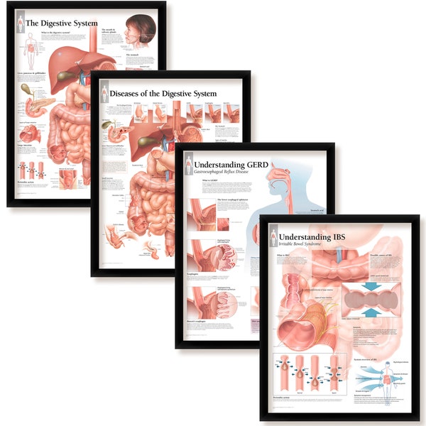 Digestive System Poster - Etsy