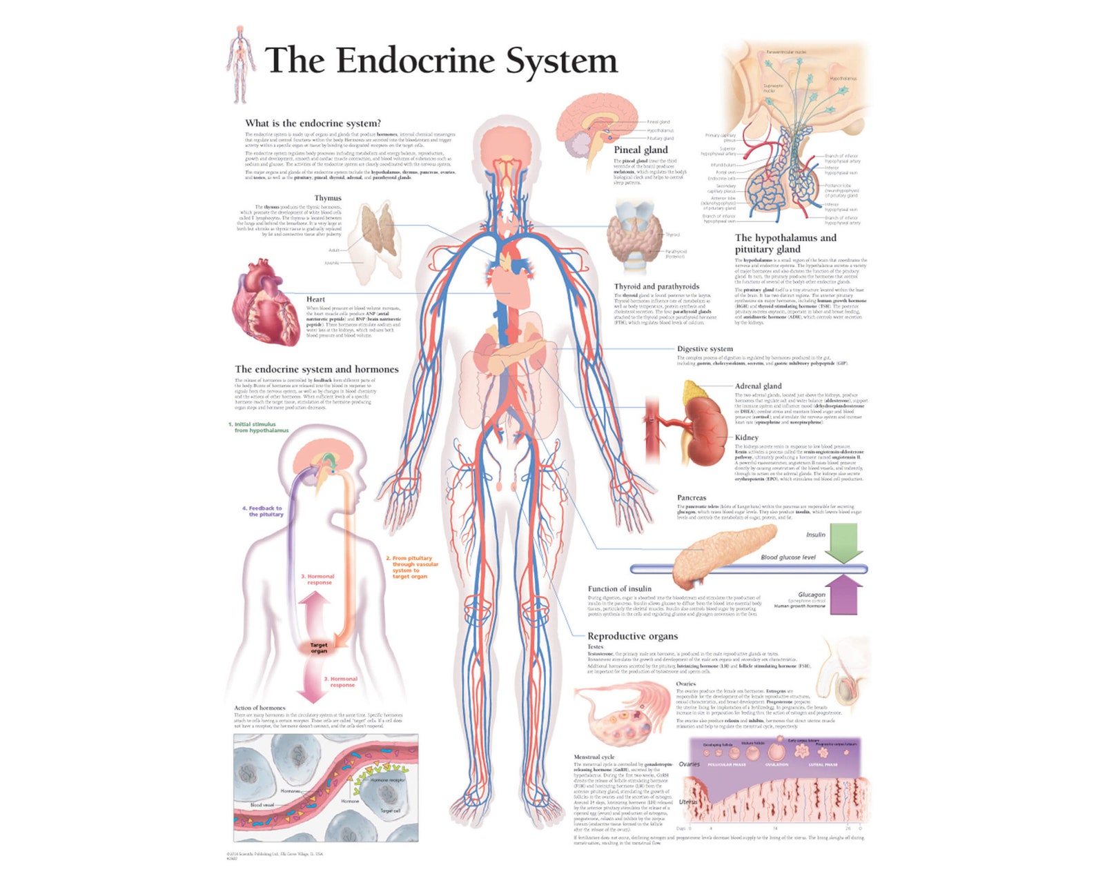 The Endocrine System Framed Medical Educational Informational Poster ...