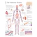 The Endocrine System Framed Medical Educational Informational Poster ...