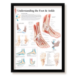 Understanding the Foot and Ankle Medical Educational Informational ...