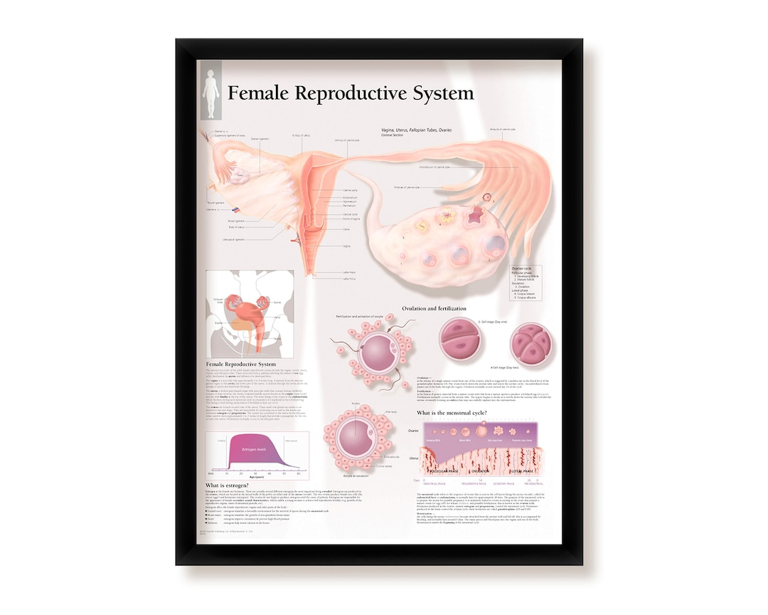 Female Reproductive System Framed Medical Educational Informational ...