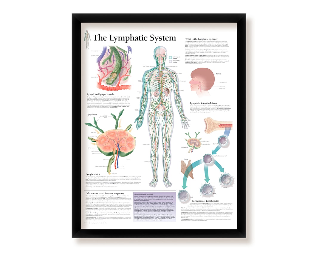 The Lymphatic System Framed Medical Educational Informational Poster ...