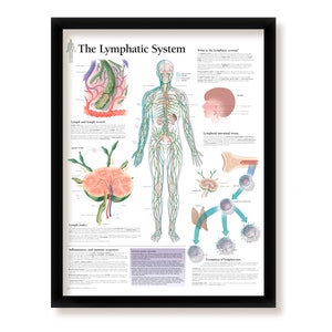 The Lymphatic System Framed Medical Educational Informational Poster ...