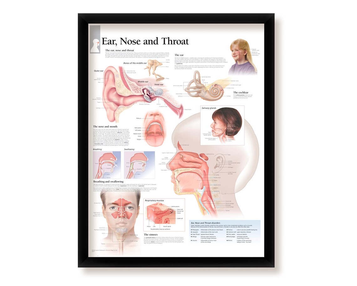 Ear, Nose, and Throat, Wall Decor Poster and Frame, Educational Art for ...