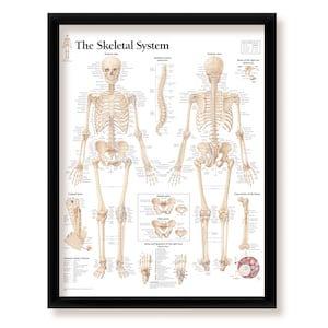 The Skeletal System Framed Medical Educational Informational Poster ...