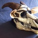 Goat Skull Halloween Mask - Etsy