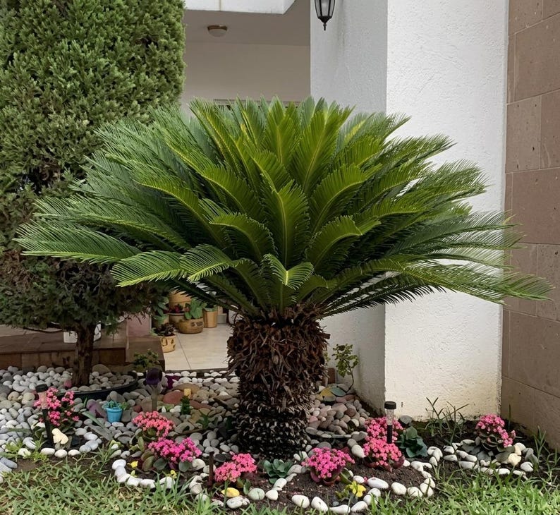 King Sago Palm Seeds—cycas Revoluta—rare Tropical Hardy Prehistoric ...