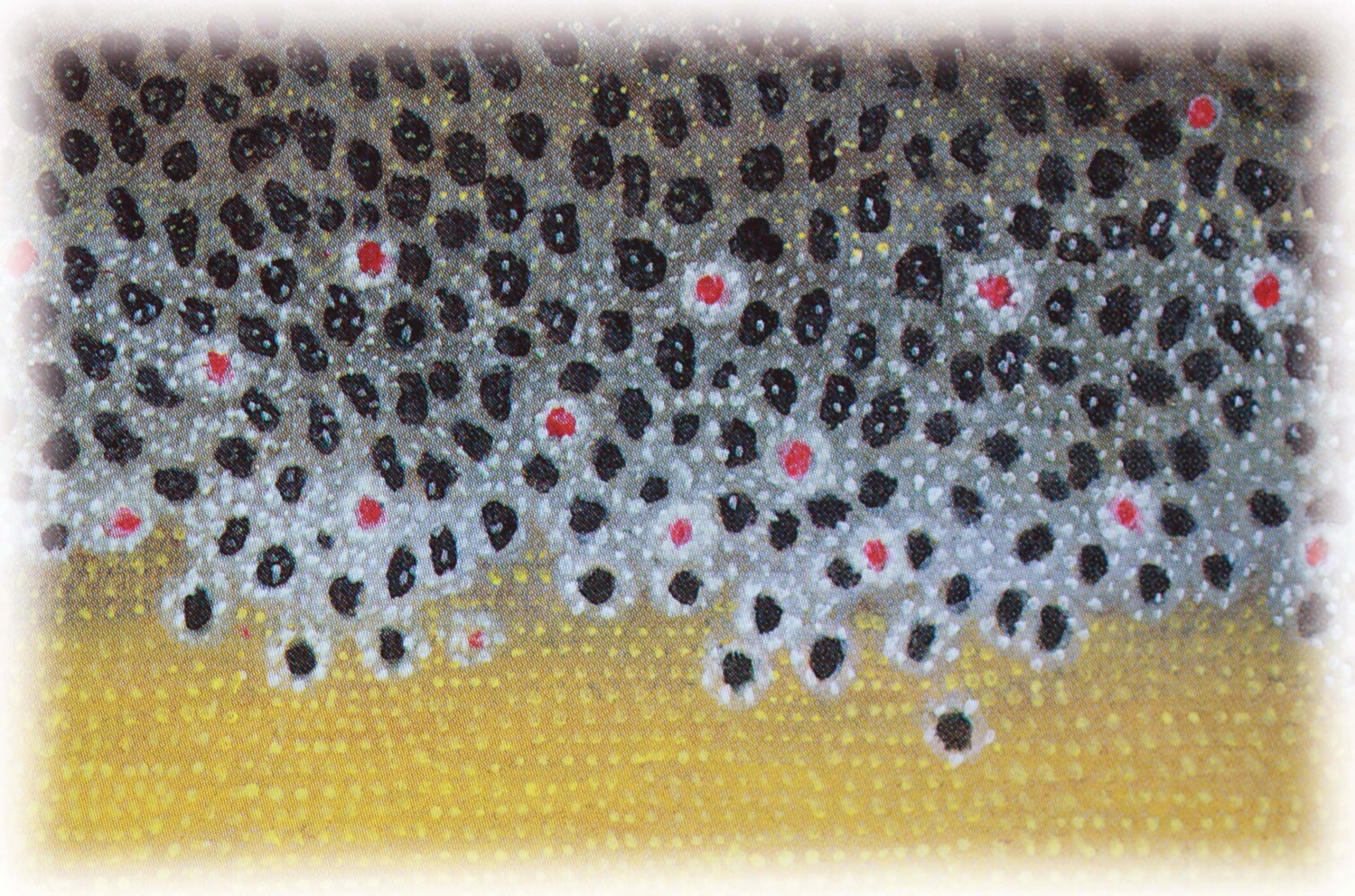 German Brown Trout Print (limited Edition Signed/numbered) - Etsy