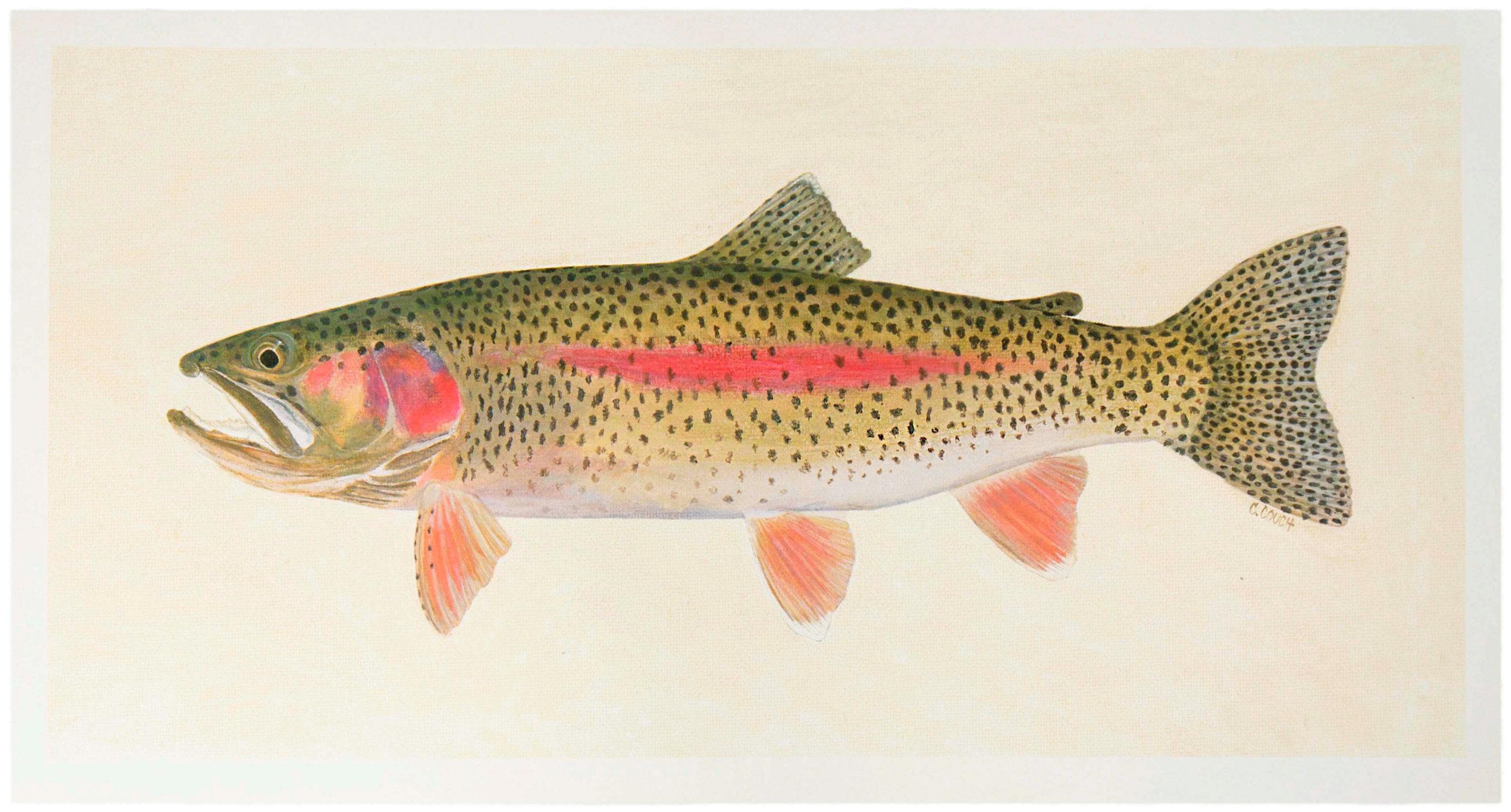 Rainbow Trout Print limited Edition Signed/numbered - Etsy