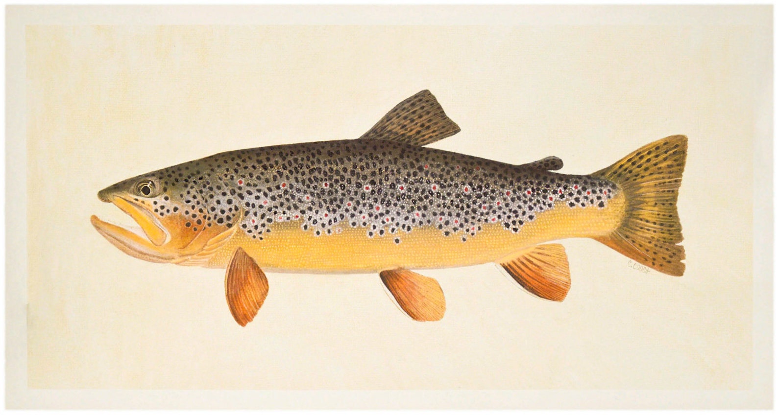 German Brown Trout Print (limited Edition Signed/numbered) - Etsy
