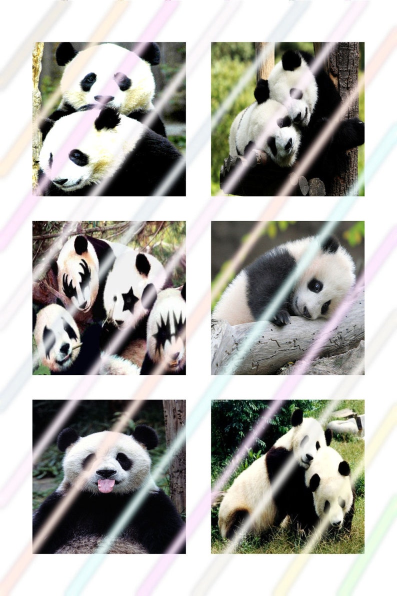 Panda 2 1.50 Inch Square Tile Images 4x6 Digital Collage Sheet Instant ...