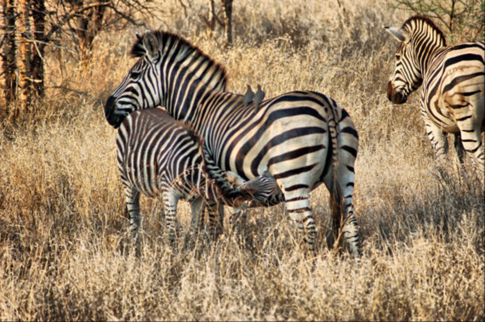 Zebra Mom and Baby -fine Art Photography Print - 8x12 - Kruger, South ...