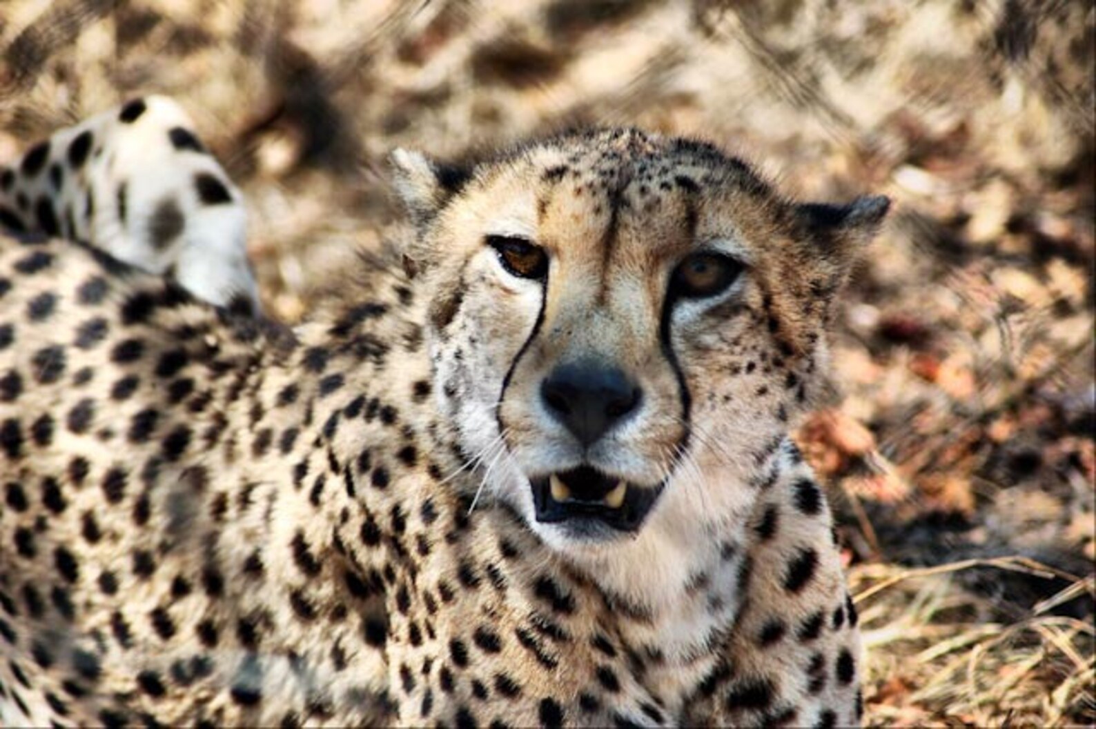 Cheetah Roar fine Art Photography Print 8x12 Kruger, South Africa - Etsy