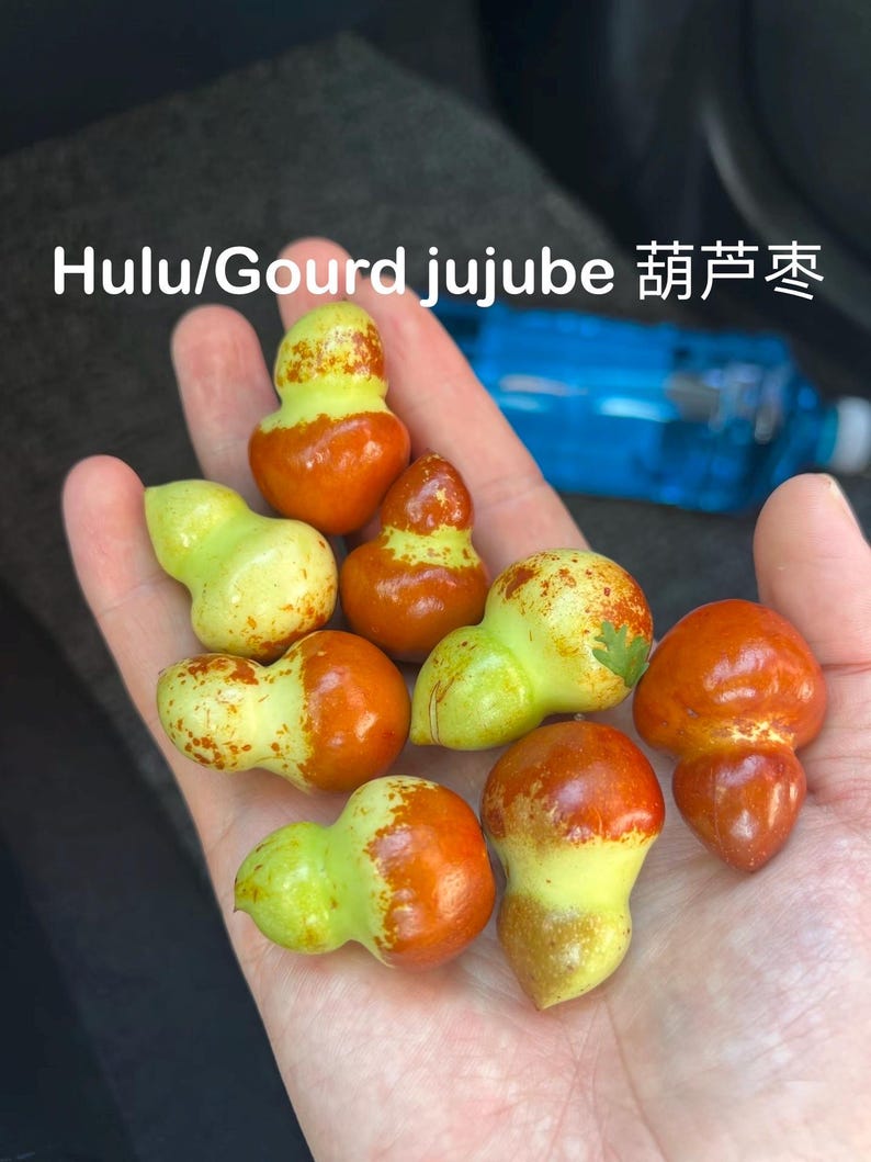 Hulu/gourd Jujube Tree | Sweet Chinese Date | Rare Grafted Jujube Fruit ...