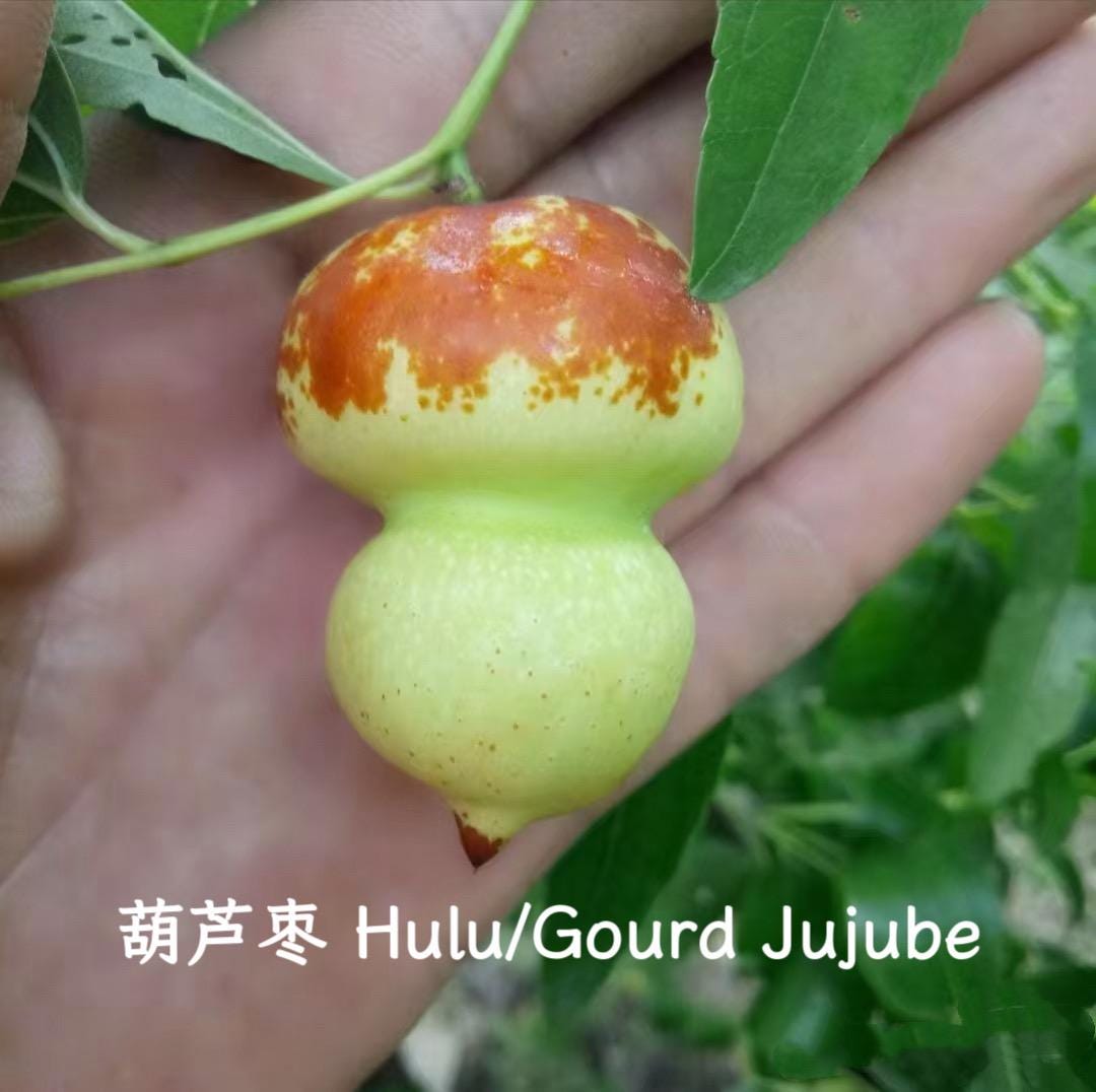 Hulu/gourd Jujube Tree | Sweet Chinese Date | Rare Grafted Jujube Fruit ...