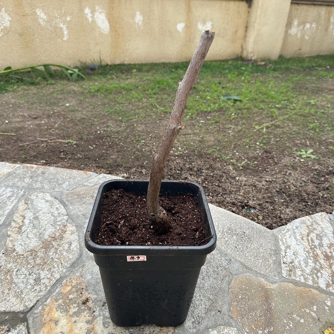 Hulu/gourd Jujube Tree | Sweet Chinese Date | Rare Grafted Jujube Fruit ...