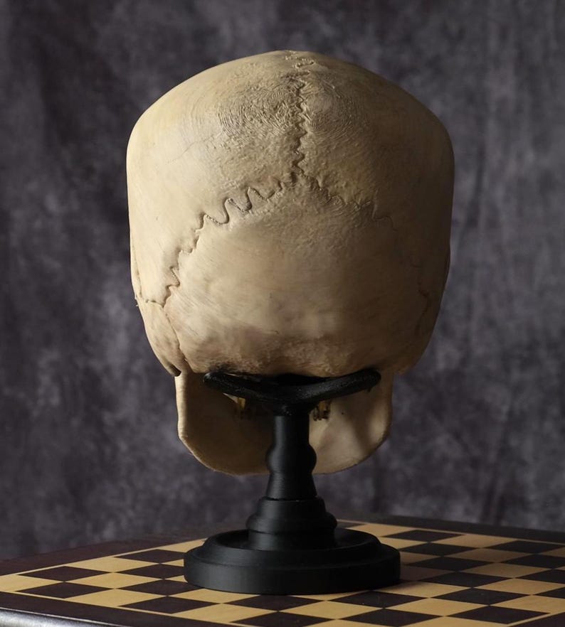 English Nobleman Skull Replica, Human Skull Sculpture, Gothic Study ...