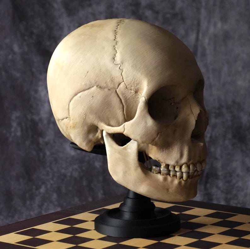 English Nobleman Skull Replica, Human Skull Sculpture, Gothic Study ...