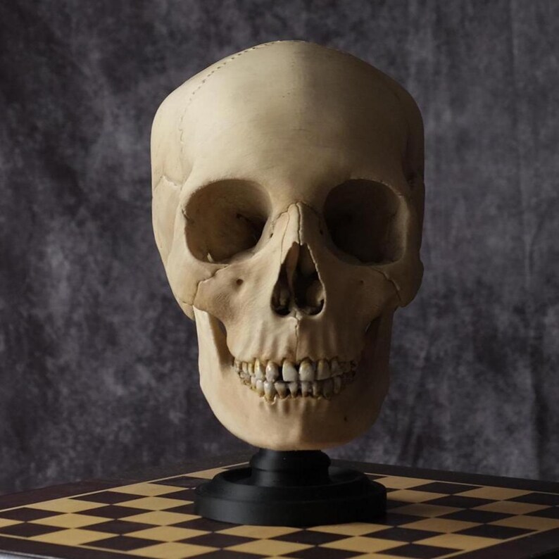 English Nobleman Skull Replica, Human Skull Sculpture, Gothic Study ...