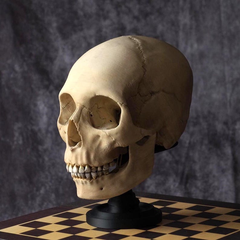 English Nobleman Skull Replica, Human Skull Sculpture, Gothic Study ...