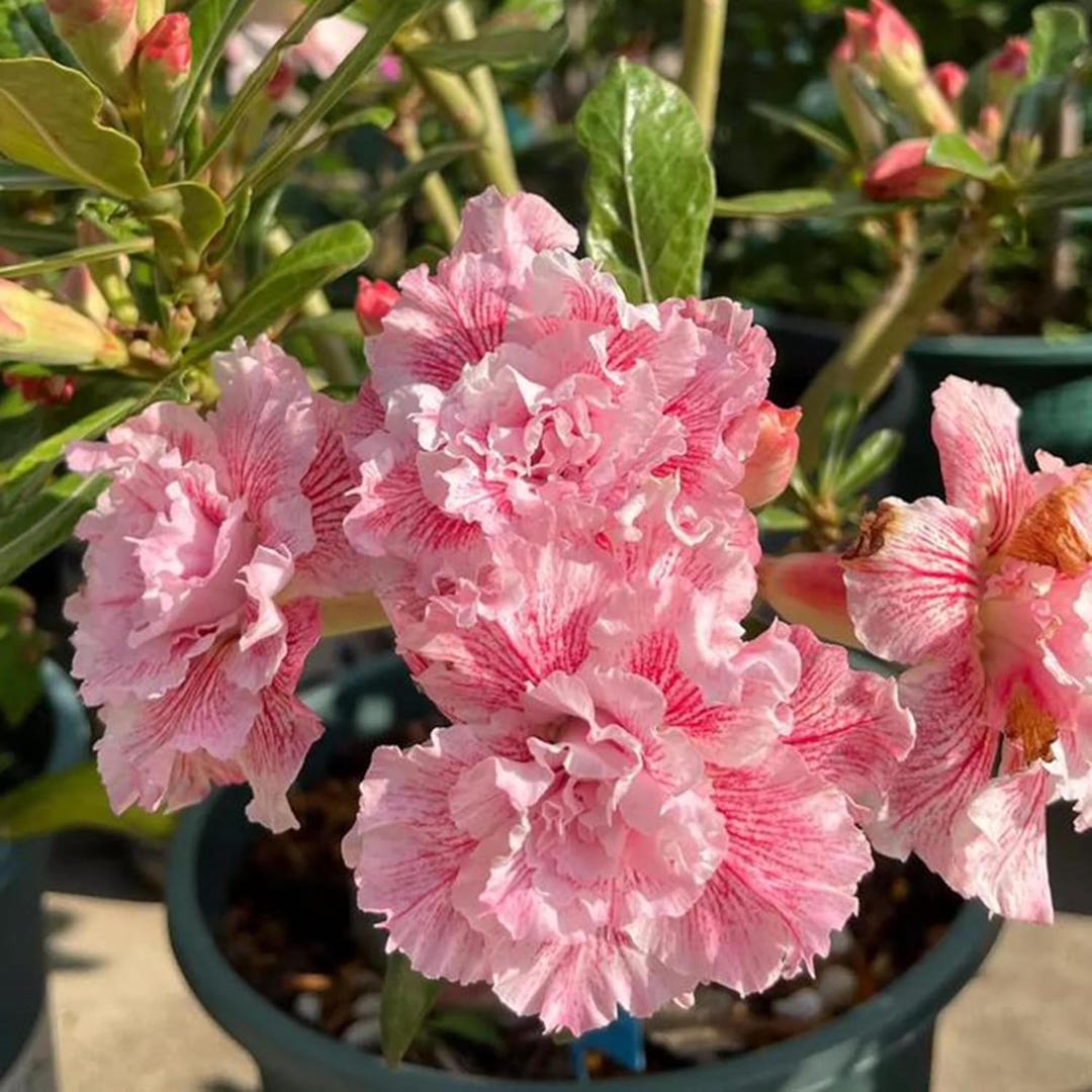Colorful Desert Rose Seeds Rare Adenium Garden Plant - Etsy