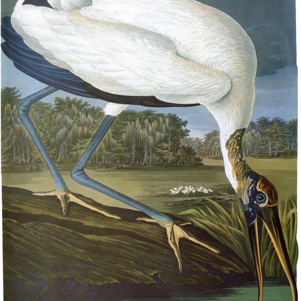 Audubon Bird Print - Etsy