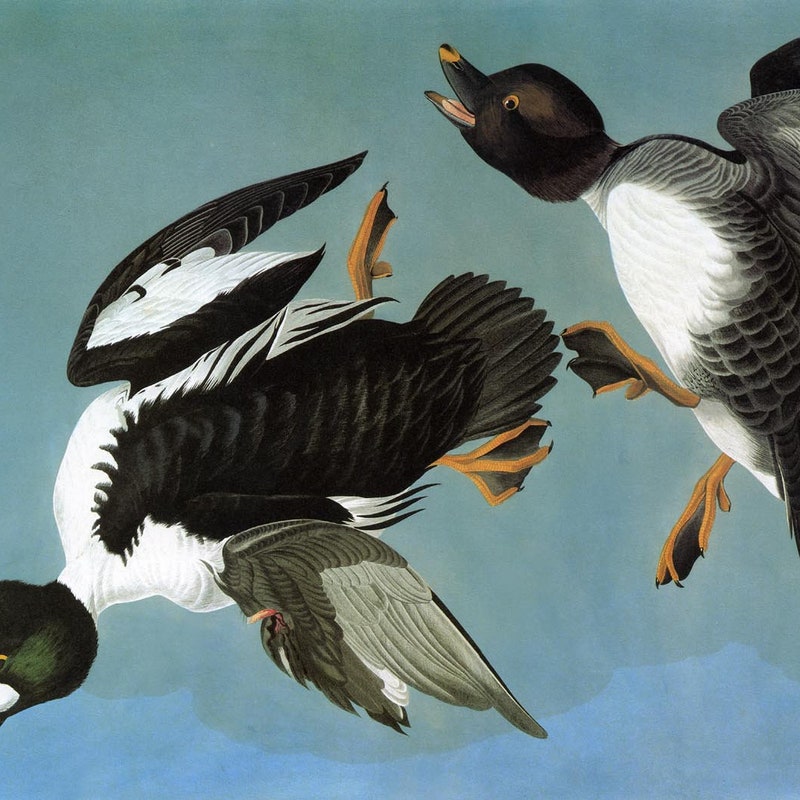 Goldeneye Duck Wall Art - Etsy