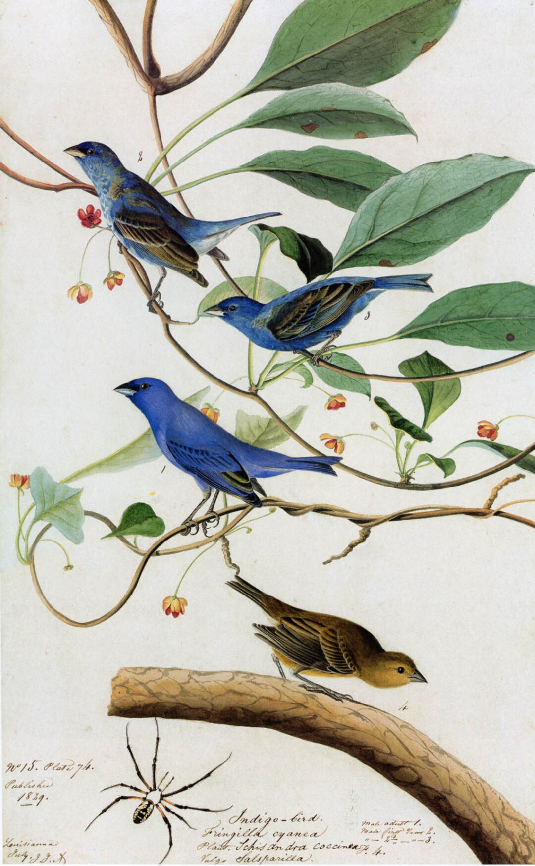 John James Audubon Reproductions - Watercolor Studies for Birds of ...