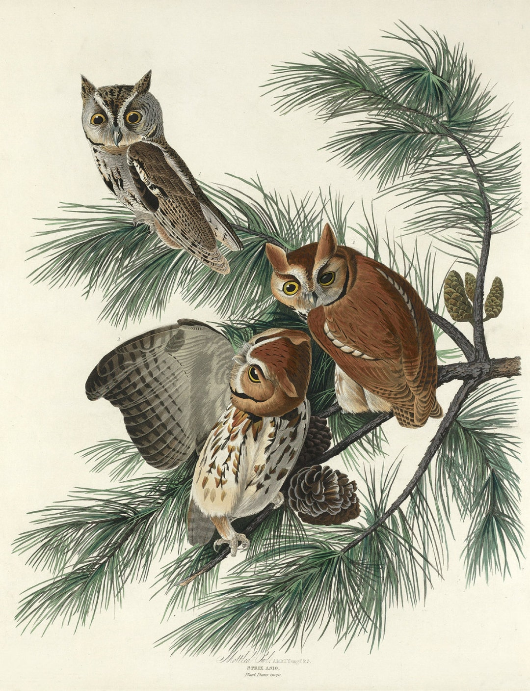 John James Audubon Reproductions - Mottled Owl, 1830. Fine Art Print ...